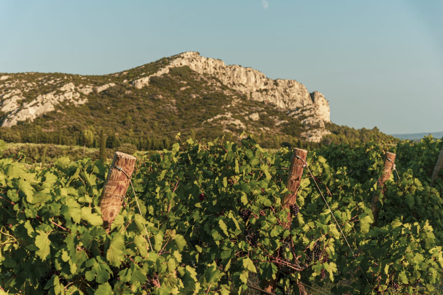 Le Vallon des Glauges | Domaine viticole à Eyguières